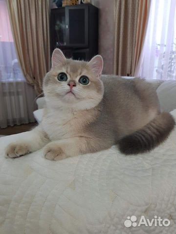 Котик ау11