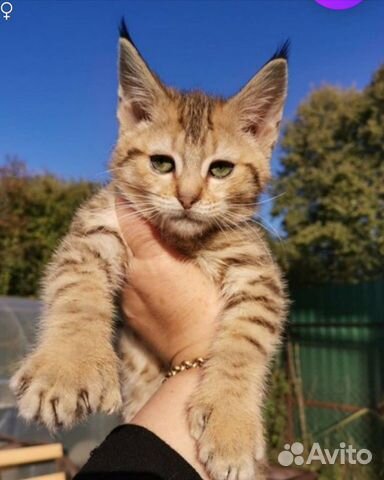 Пиксибоб, котята для Вас