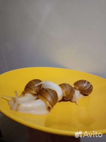 Улитки ахатины