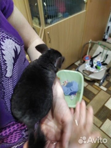 Продам черную шиншиллу девочка