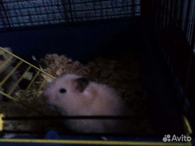 Хомячки сирийские 1 мес