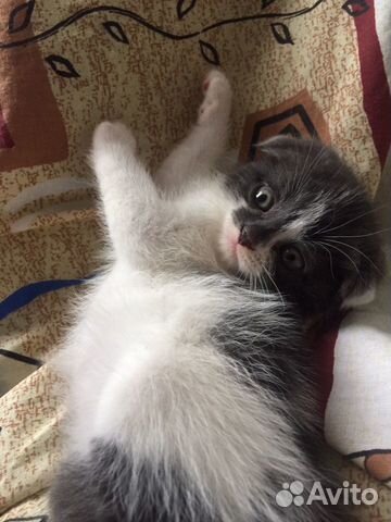 Шотландская вислоухая