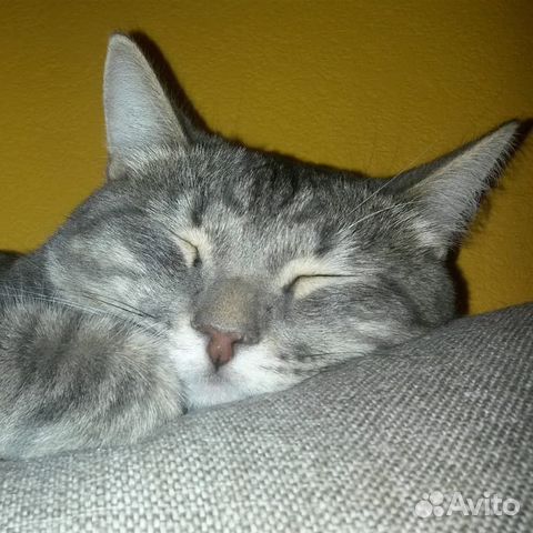 Котик в добрые руки