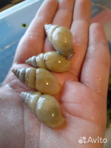 Улитки лиммиколярии униколор