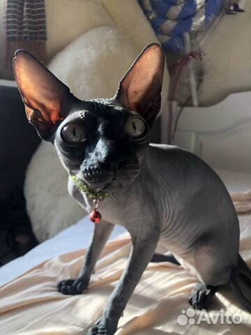 Канадский сфинкс