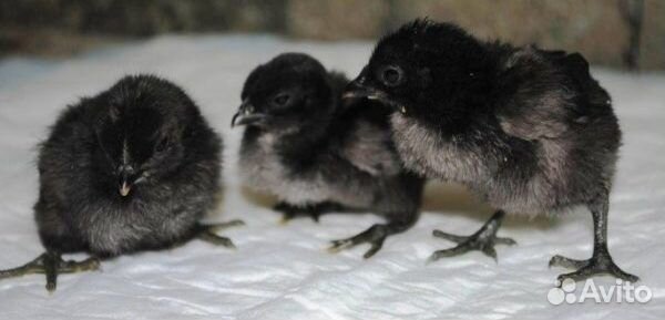 Ухей улюй цыплята