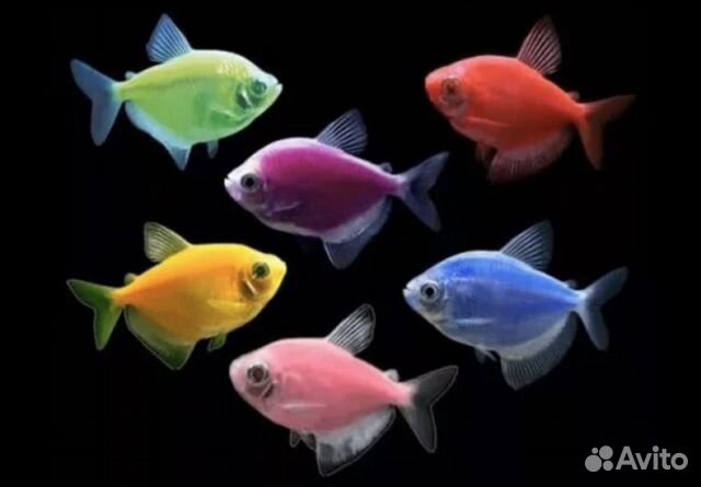 Тернеция Глофиш