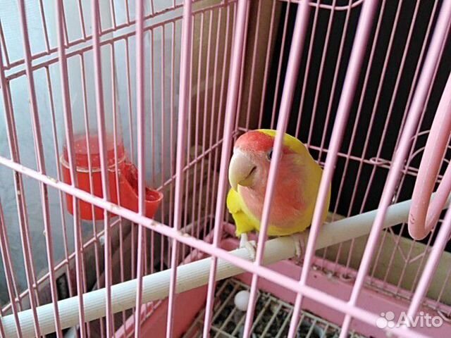 Попугай самка "неразлучник"