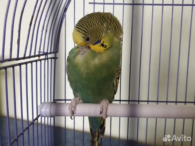 Продаю попугая в хорошие руки