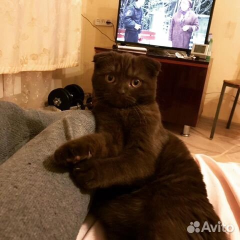 Шотландская