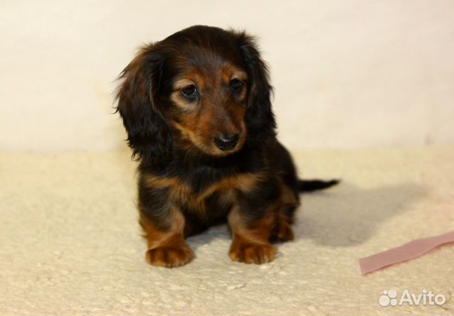 Муаровая девочка кроличья\мини