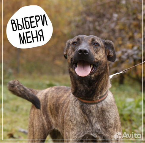 Добрейшая Клеопатра ищет лучшую семью