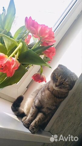 Кошка Шотландка вислоухая