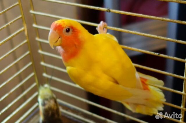 Попугай неразлучник