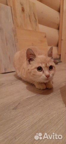 Котята в добрые руки. Красивая и ласковая кошечка