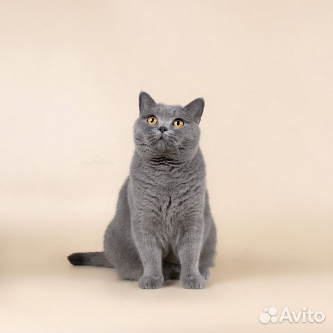 Британская короткошерстная кошечка