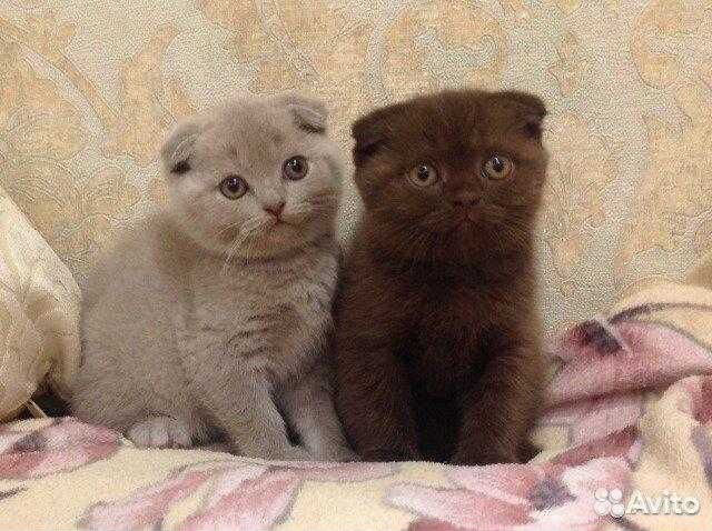 Котятки Шотланцы