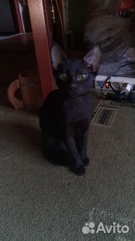 Кошкакотенок