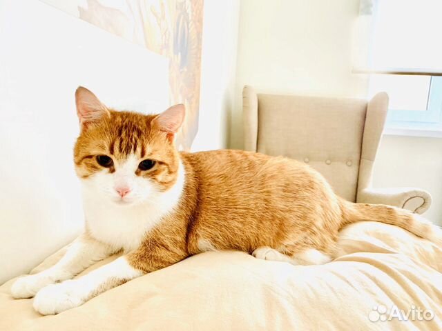 Кот Лёва