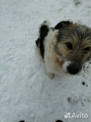 Наш Бимка очень хочет домой