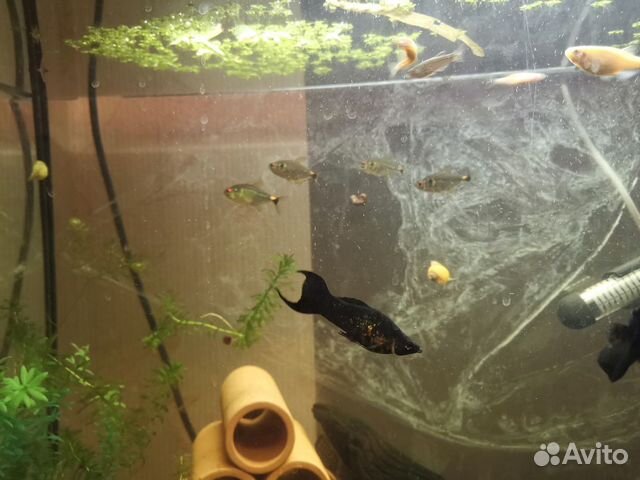 Меченосцы, моллинезии, данио