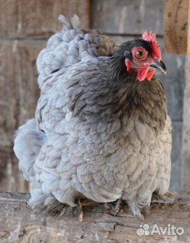 Куры несушки опт доставка молодка