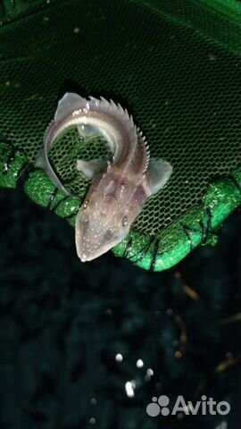 Малек Русско-Ленского, Ленского