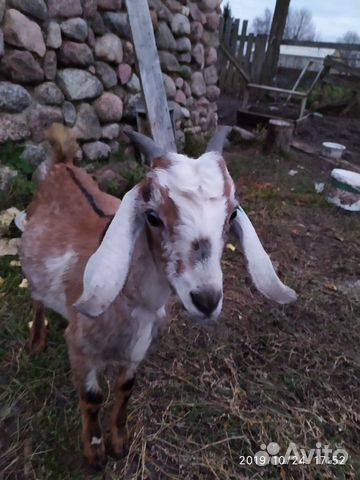 Козлик полунубийский