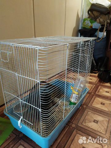 Шиншилла в добрые руки