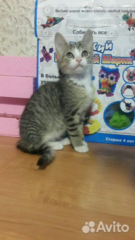 Сержик ищет дом