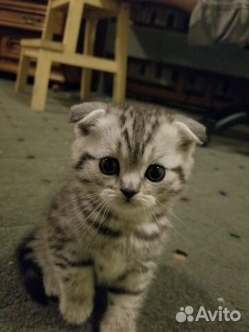 Британская