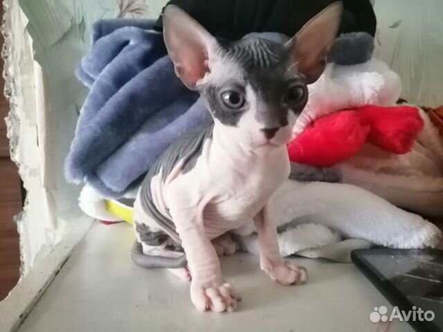 Донской сфинкс