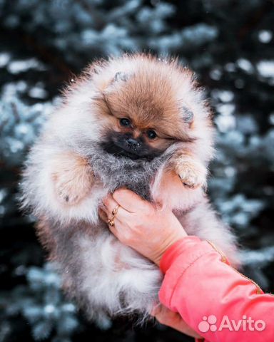 Шпиц померанский,девочка,4.5 месяца