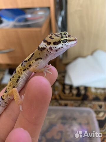 Эублефар High Yellow
