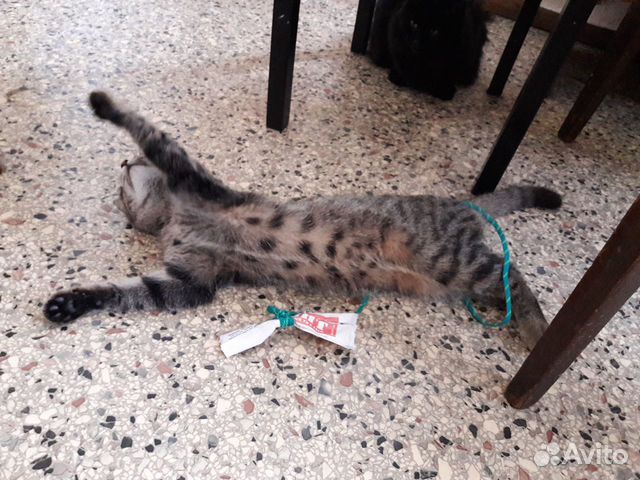 Котенок ищет хозяев