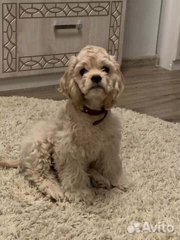 Кокер спаниель