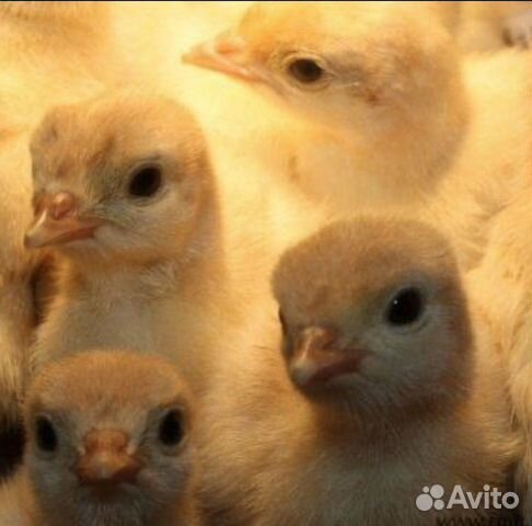 Индюшата суточные