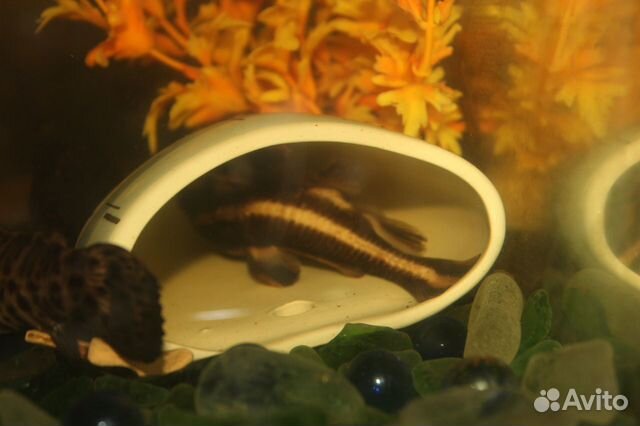 Сом платидорас