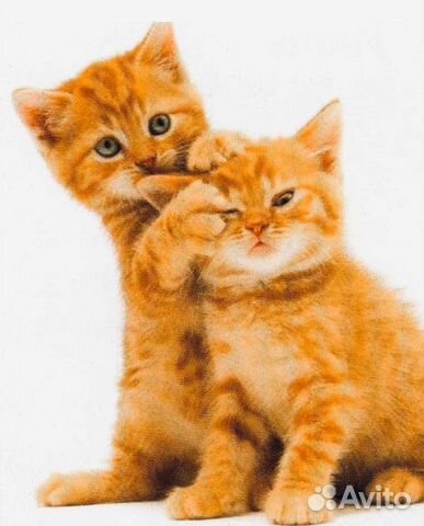 Два рыжик комочка