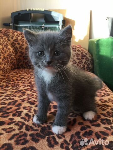 Котёнок (кошечка) в добрые руки