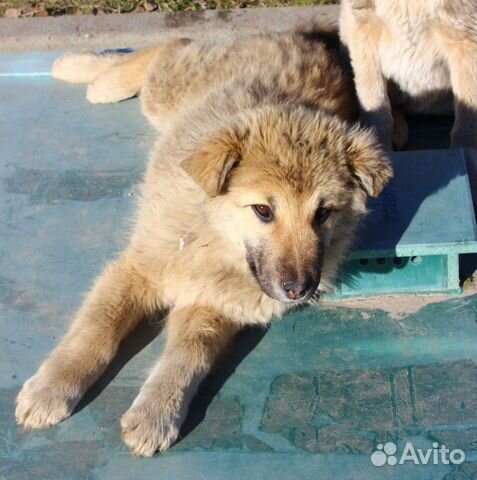 Девочка Умка, щенок 2.5-3 месяца