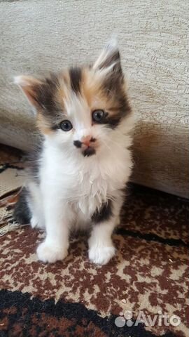 Ангорские котята (бесплатно)