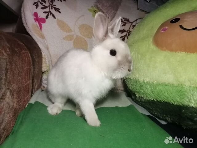 Вязка кролика