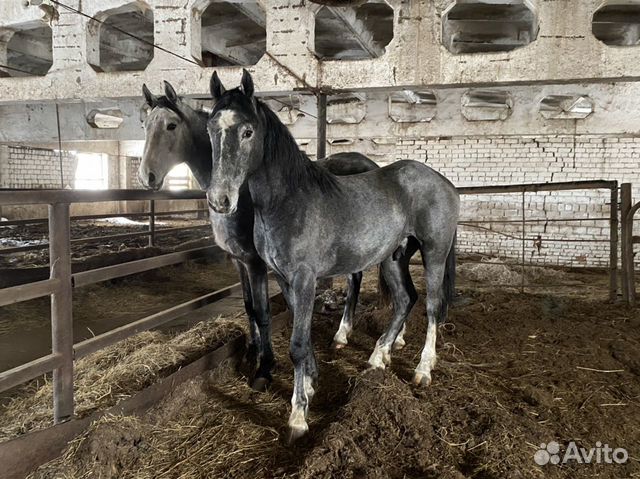 Молодняк орловских рысаков