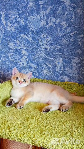 Золотой британский мачо