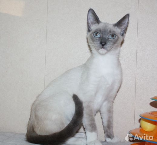 Симочка 5 мес. девочка с характером