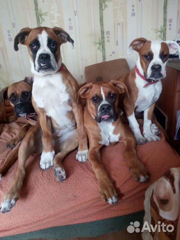 Щенки боксера мальчики Девочки