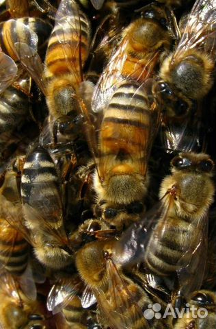 Пчелы. Ульи Дадан. Пчеловоз