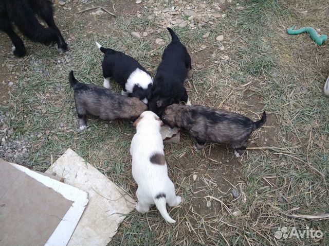 Щенки дворняги 4 мальчика + 1 девочка