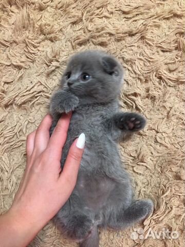 Шотландский вислоухий котёнок